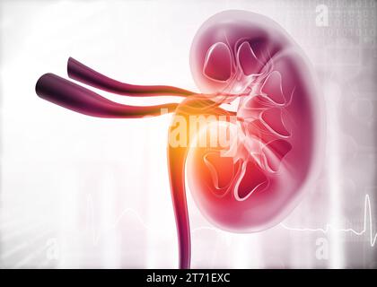 Human kidney cross section on science background. 3d render Stock Photo ...