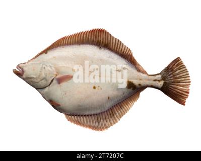 back side of the fish. Baltic sea flounder isolated on white background ...