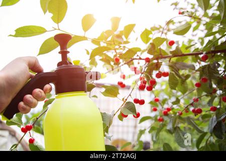 Spraying cherries with boric acid and a solution from parasites Stock ...