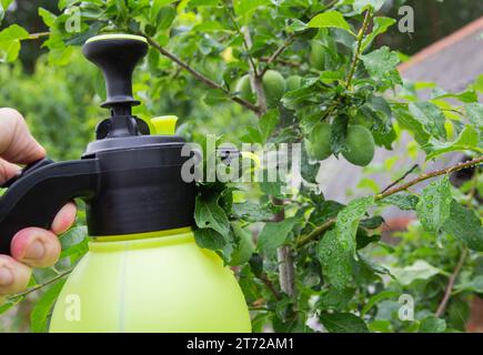 Spraying plums from pests and diseases Stock Photo - Alamy