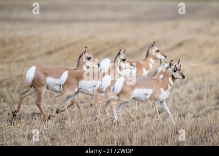 Pronghorn Antelope in ND Stock Photo - Alamy