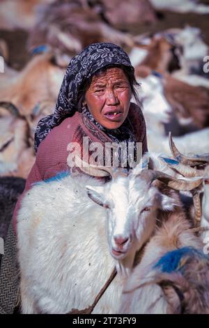 Changpa nomad milking goats, Ladakh, India Stock Photo - Alamy