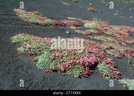 Sicilian soapwort (Saponaria sicula) is a perennial herb endemic to ...