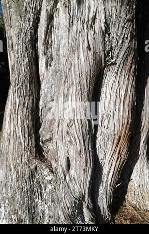 Spanish juniper (Juniperus thurifera) is an evergreen tree native to ...