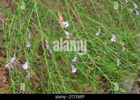 Spreading emu grass (Eremophila divaricata) is a shrub endemic to ...