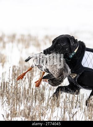 Black Lab retrieving a Whitefronted goose in North Dakota Stock Photo ...