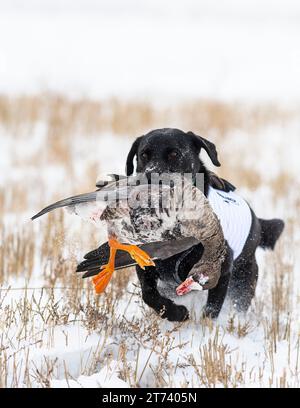 Black Lab retrieving a Whitefronted goose in North Dakota Stock Photo ...