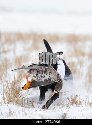 Black Lab retrieving a Whitefronted goose in North Dakota Stock Photo ...
