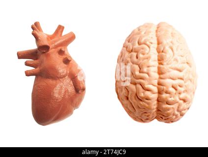 Human brain and heart, Medical, educational, anatomy and emotion ...