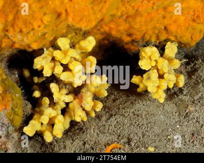 Lamellar sponge (Axinella damicornis), marine sponge, dive site El ...