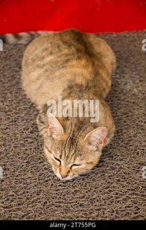 Stray cat seen in the street of the city Stock Photo - Alamy