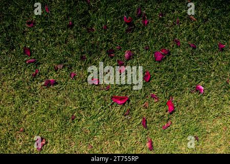 Scattered fresh spring rose petals on the ground Stock Photo - Alamy