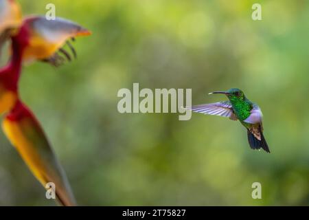 Flying Green Hummingbird (Trochilidae) (Helicona rostrata), Hummingbird ...