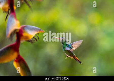 Flying Green Hummingbird (Trochilidae) (Helicona rostrata), Hummingbird ...