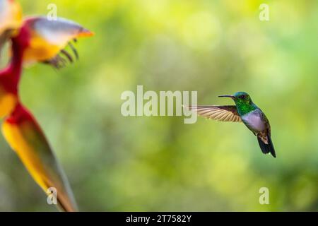 Flying Green Hummingbird (Trochilidae) (Helicona rostrata), Hummingbird ...