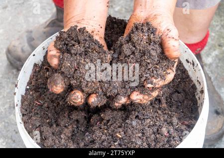 Two hands full of very friable perfectly rotted down compost with worms ...