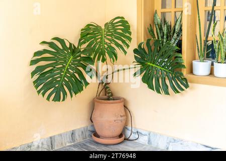 Large flower of Monstera deliciosa, fruit salad plant, with creamy ...