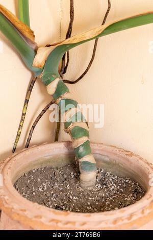 Thick aerial roots of Monstera Deliciosa tropical plant closeup Stock ...