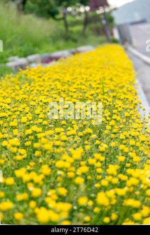 A selective focus shot of yellow dandelion (taraxacum officinale Stock ...