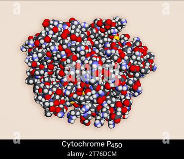 Cytochrome P450 molecule. CYP 3A4 is the most promiscuous of the human ...
