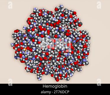 Hemoglobin haemoglobin, Hb or Hgb molecule. It is blood protein ...