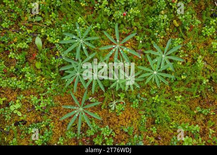 Forest floor vegetation, Denali, Alaska Stock Photo - Alamy
