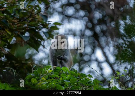 Formosan rock macaque endemic primate in taiwan Stock Photo - Alamy