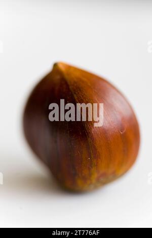 A vertical close-up shot of chestnut-flanked white-eye sitting on a ...