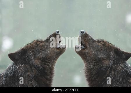 two canadian wolves howl in bad weather in winter Stock Photo - Alamy