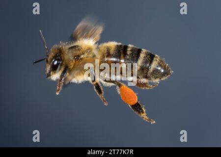 Honey bee with corbicula full of pollen Stock Photo - Alamy