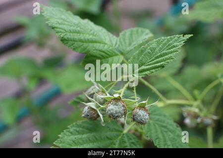 Green unripe raspberry ripens on the branches of a shrub against the ...