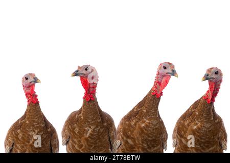 portraits of turkeys brown isolated on white background Stock Photo - Alamy
