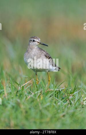 Sandpiper bird in its natural grassy habitat Stock Photo - Alamy