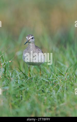 Sandpiper bird in its natural grassy habitat Stock Photo - Alamy