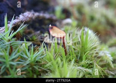 Buxbaumia aphylla, commonly known as bug moss, bug-on-a-stick ...