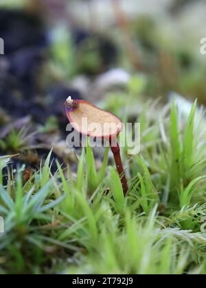 Buxbaumia aphylla, commonly known as bug moss, bug-on-a-stick ...