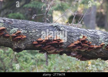 Inonotus rheades, commonly known as fox bracket fungus, wild polypore ...