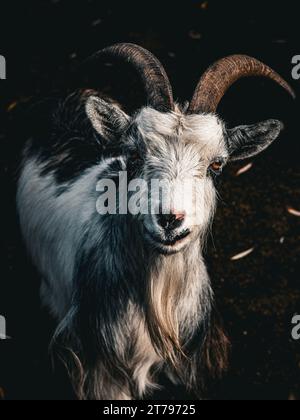 Dutch landrace goat looking up from eating. This very rare breed has ...