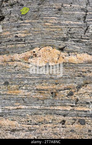 Gneiss is a metamorphic rock of high degree of metamorphism. Pebbles in ...