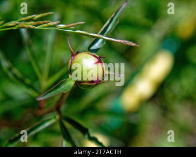 Unbloomed peony flowers in the garden, in summer Stock Photo - Alamy