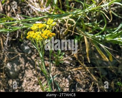 Yellow cumin. Helichrysum arenarium, dwarf everlast. Helichrysum ...