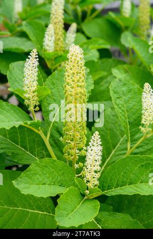 Pokeweed (phytolacca) in early June, when flowering Stock Photo - Alamy
