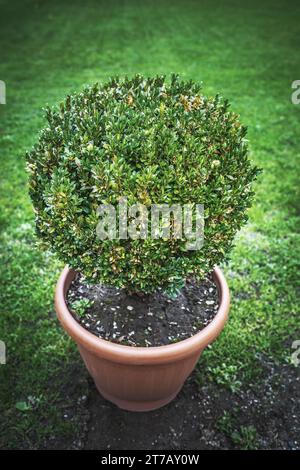 Box hedge plants clipped into round ball bush shapes in topiary garden ...