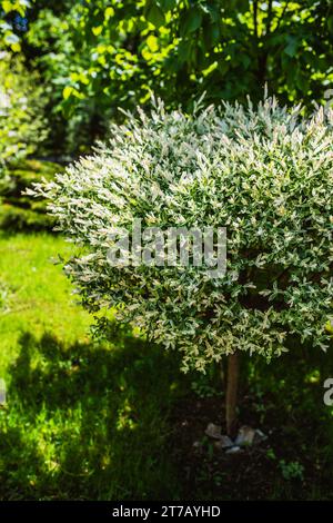 Close-up of blooming species of willow (Salix) catkins in spring ...