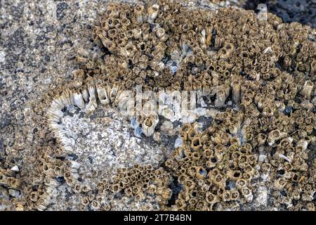Detail of barnacles on a rock at the Bob Creek Wayside on the Pacific ...