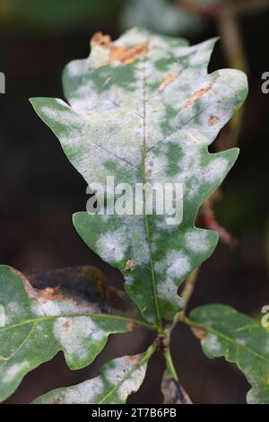 (Erysiphe alphitoides) Fungi Stock Photo - Alamy