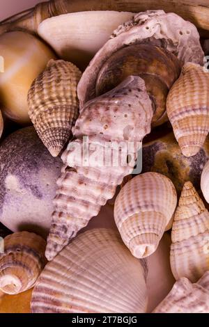 Macro still life of mixed seashells. High resolution print ready semi ...