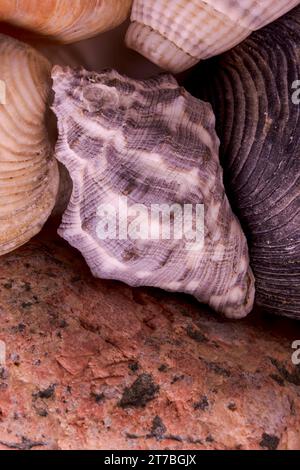 Macro still life of mixed seashells. High resolution print ready semi ...