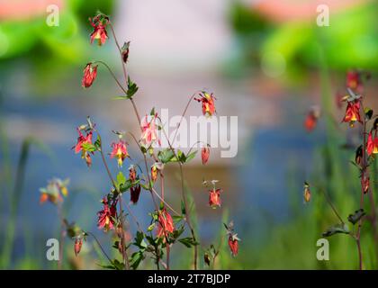 red columbine (Aquilegia canadensis Stock Photo - Alamy