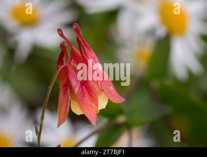 Close up of wild Red Columbine (Aquilegia canadensis) wildflower red ...